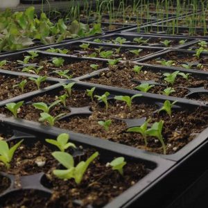 Planting Flats - Fast Family Farms