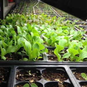 Planting Flats - Fast Family Farms