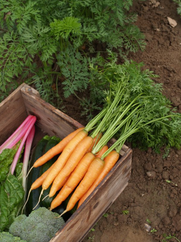 Carrots, YaYa - 1 Bunch - Fast Family Farms