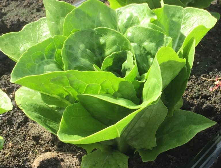 Lettuce, Mini-Romaine - Fast Family Farms
