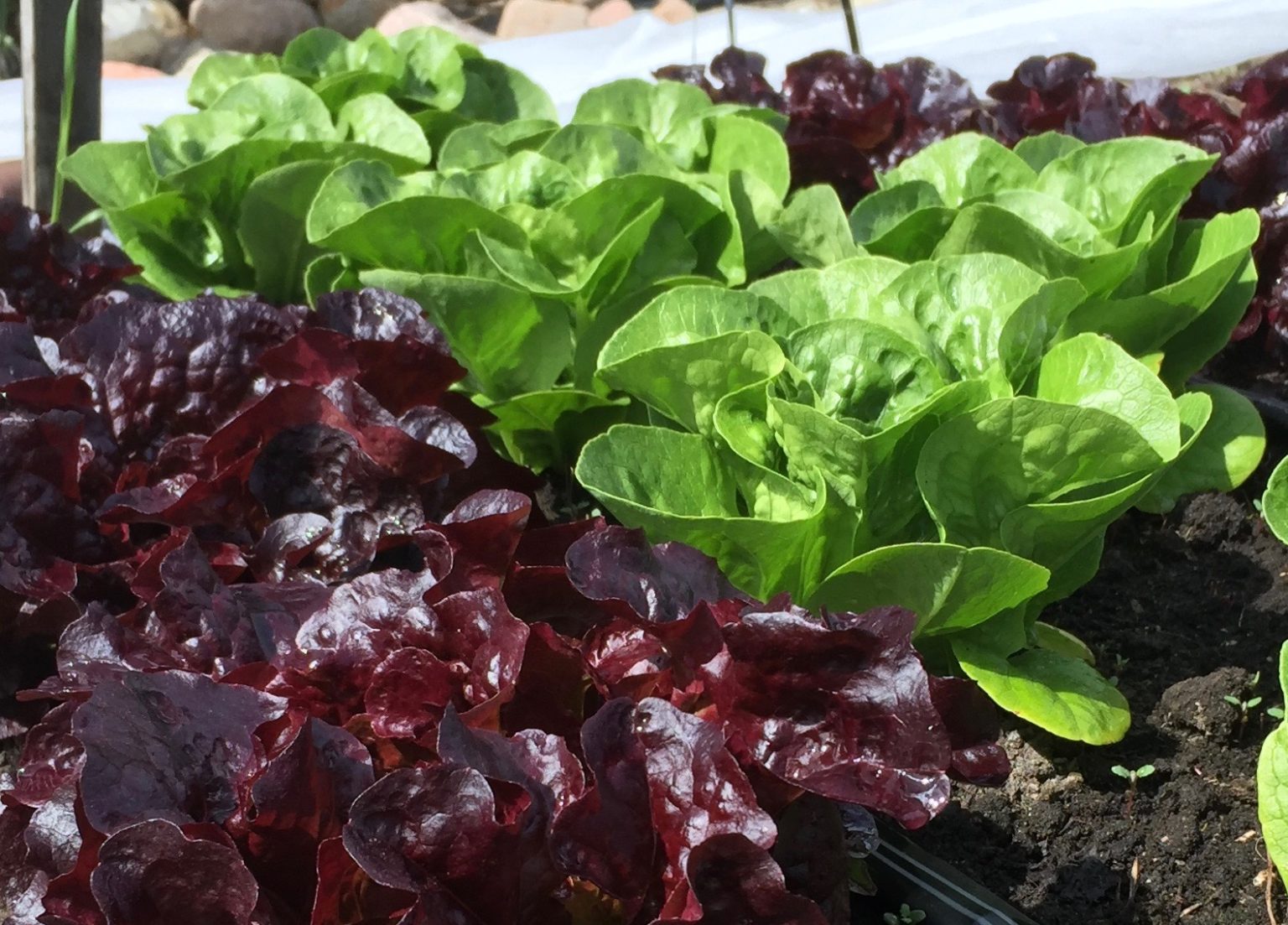 Lettuce, Mini 2-pack SMALL (Red Leaf + Mini-Romaine or Winter Density ...